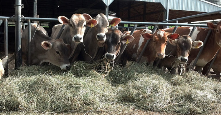 Cozy Nook Farm Waukesha | Wisconsin Dairy Farm Tours & Fall Farm Fun