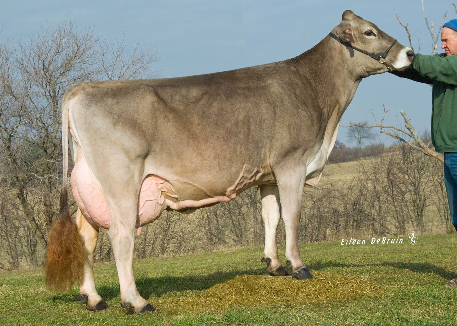 Wisconsin Dairy Cows | Cow Farm Waukesha WI | Brown Swiss and Guernsey