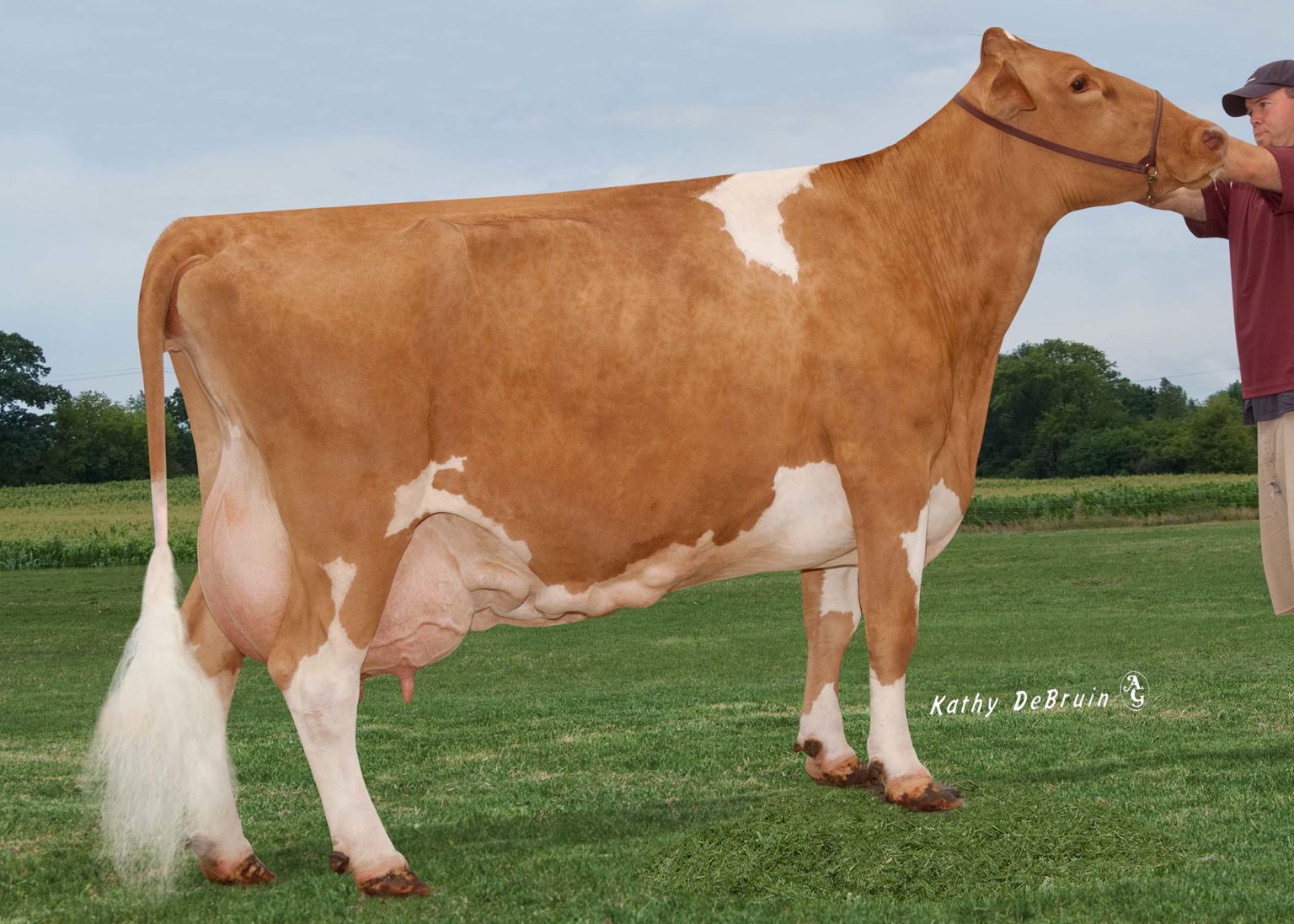Wisconsin Dairy Cows | Cow Farm Waukesha WI | Brown Swiss and Guernsey